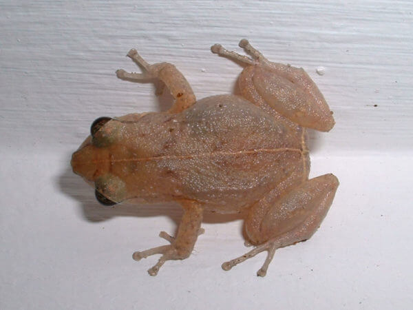 La petite grenouille • Belle Martinique