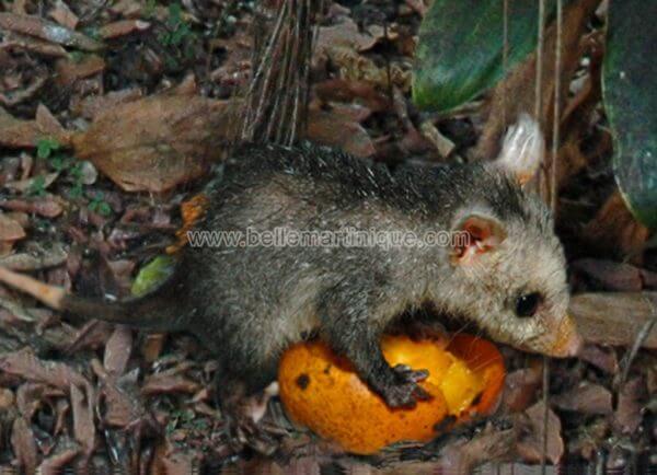 Manikou • Belle Martinique