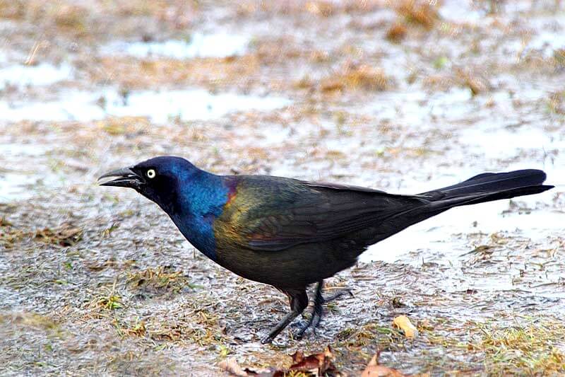 Quiscale Merle • Belle Martinique