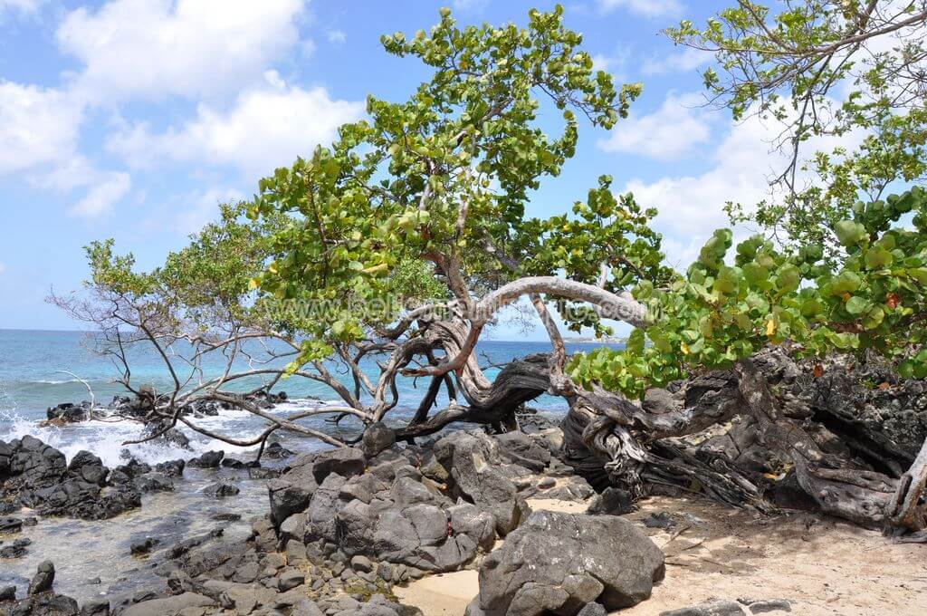 Plage de l’Anse Figuier • Belle Martinique