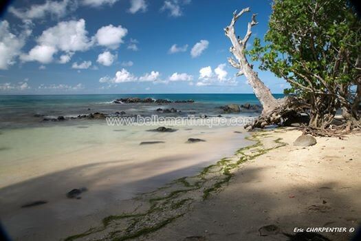 Plage de l'Anse Figuier, Le Marin, Martinique : détente et plongée