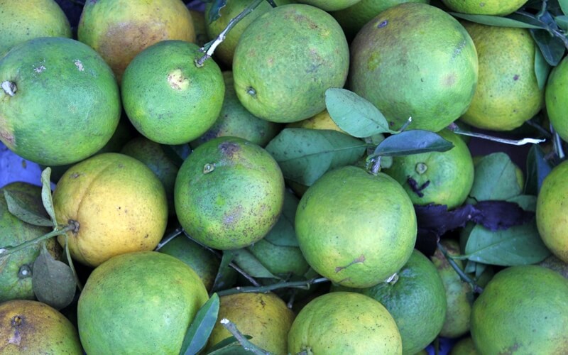 Orange • Belle Martinique