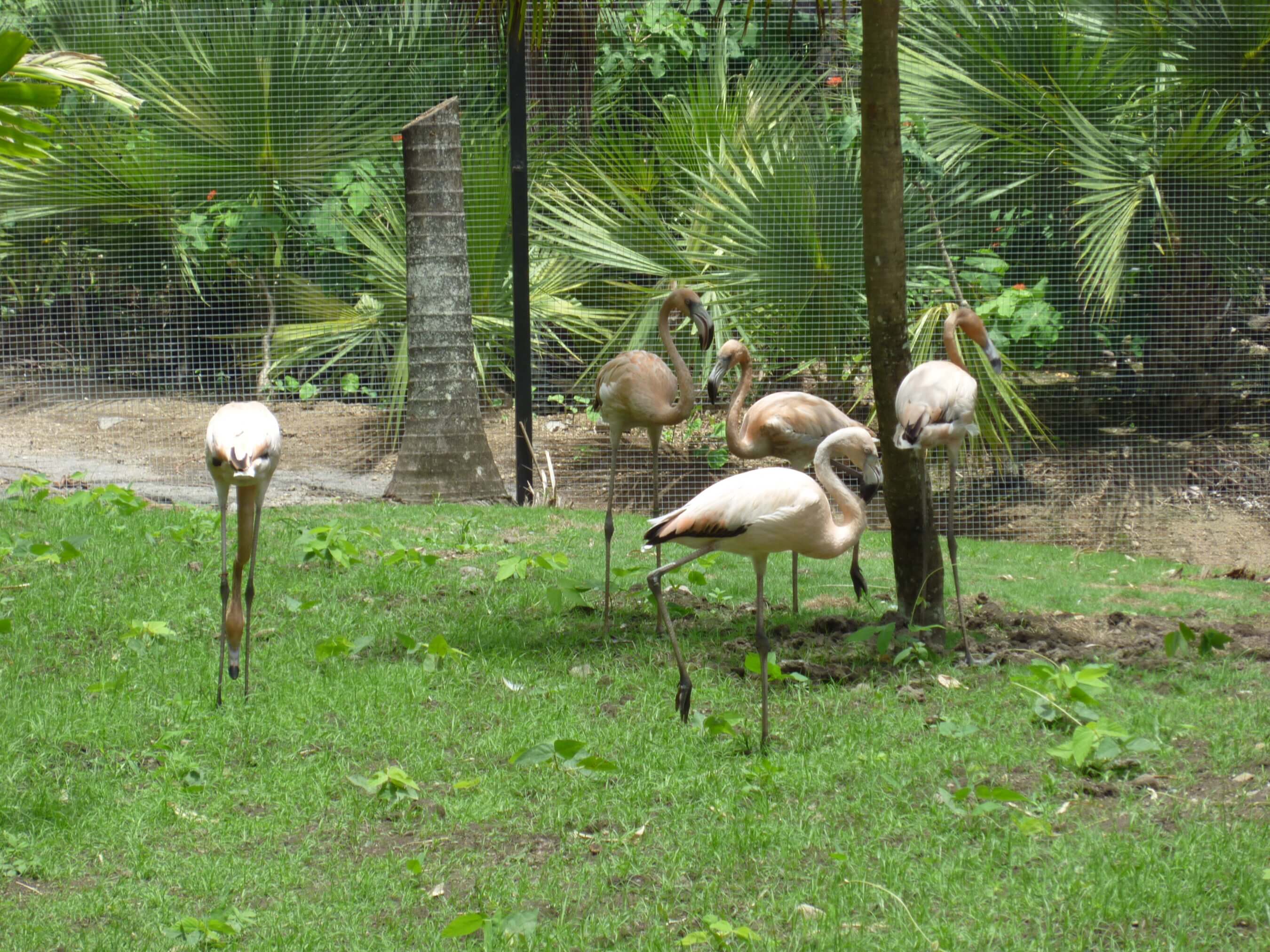 Zoo du Carbet • Belle Martinique