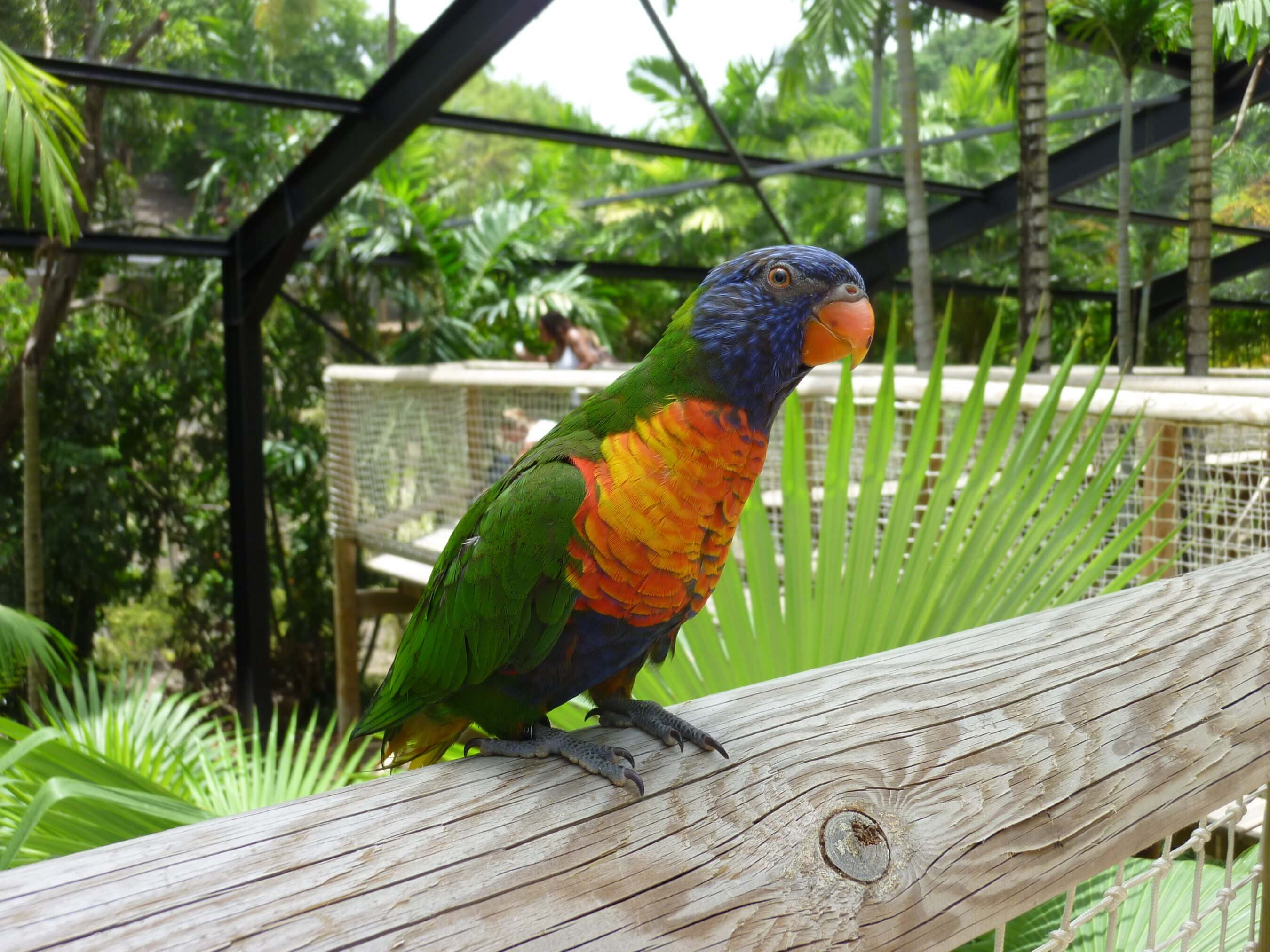 Zoo du Carbet • Belle Martinique