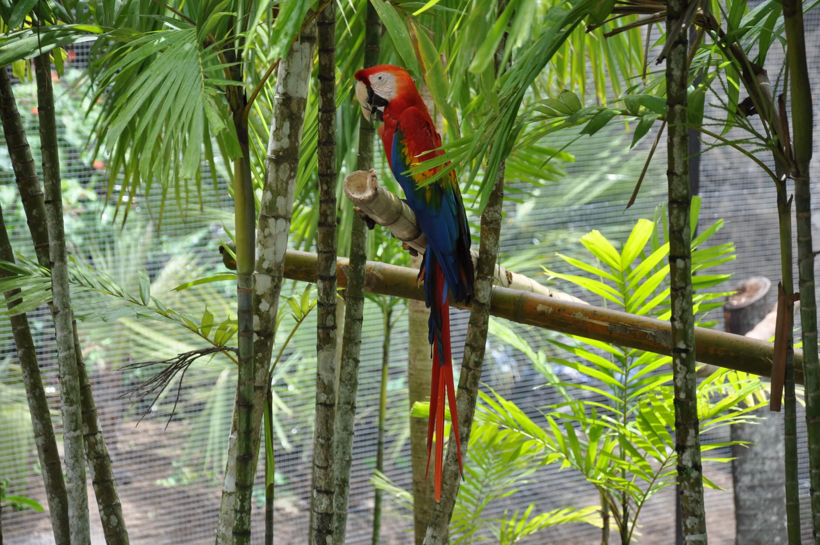 Zoo du Carbet • Belle Martinique