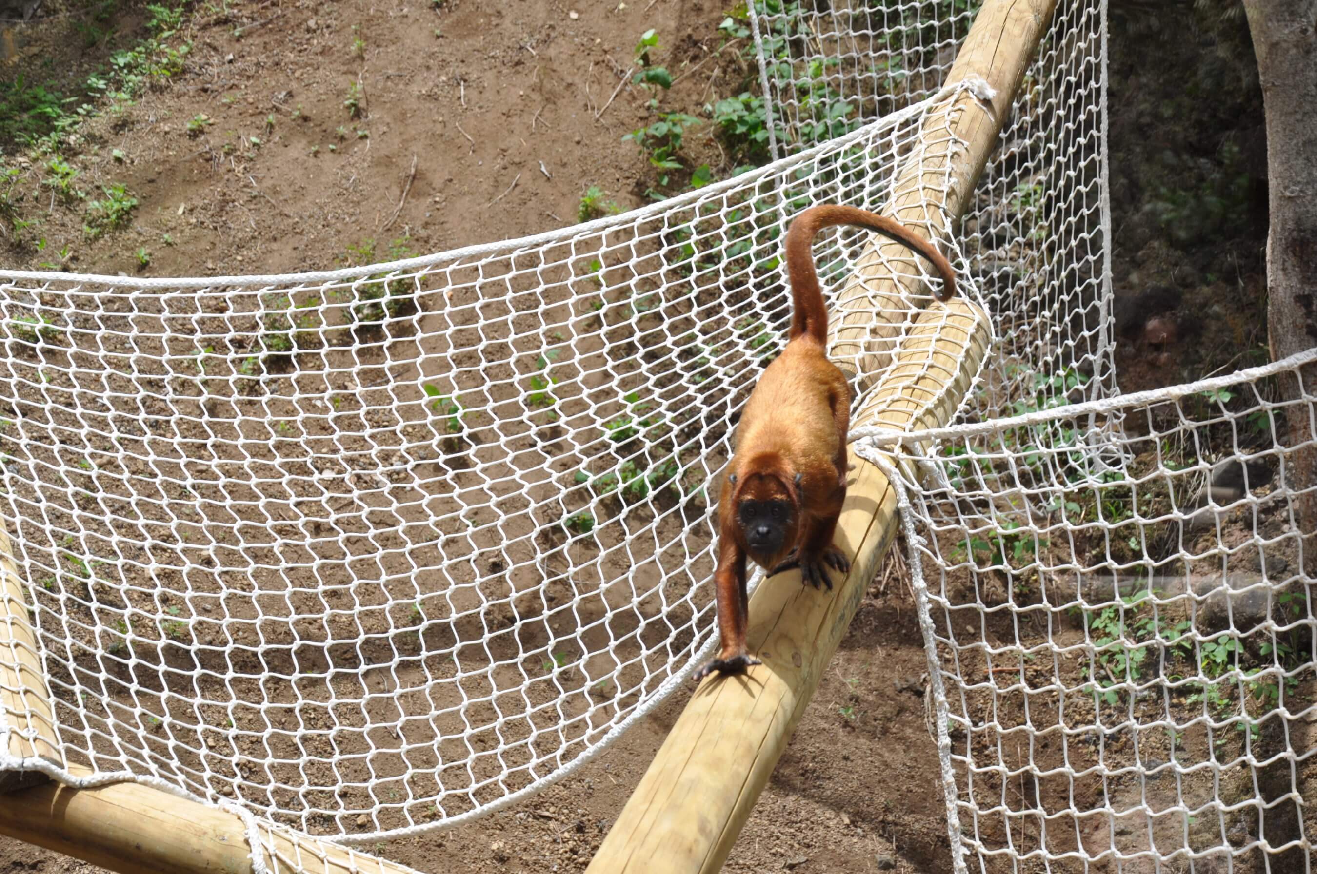 Zoo du Carbet • Belle Martinique